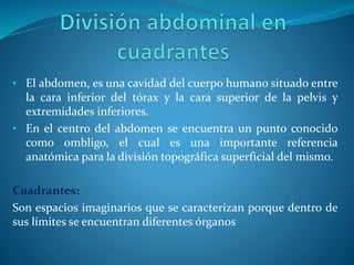 9 Regiones Del Abdomen Y Sus órganos
