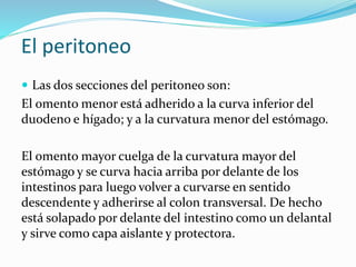 División abdominal en cuadrantes y Anatomía del Peritoneo | PPTX