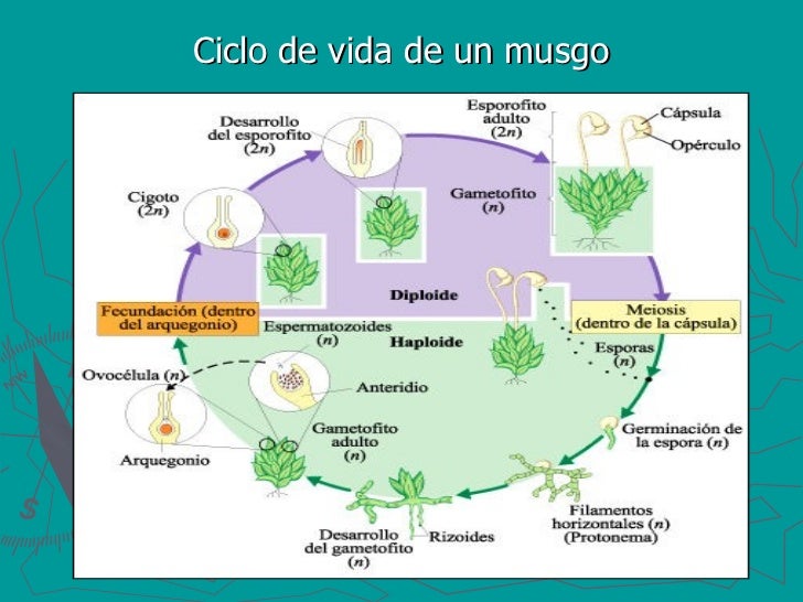 Ciclo de vida de un musgo - Imagui