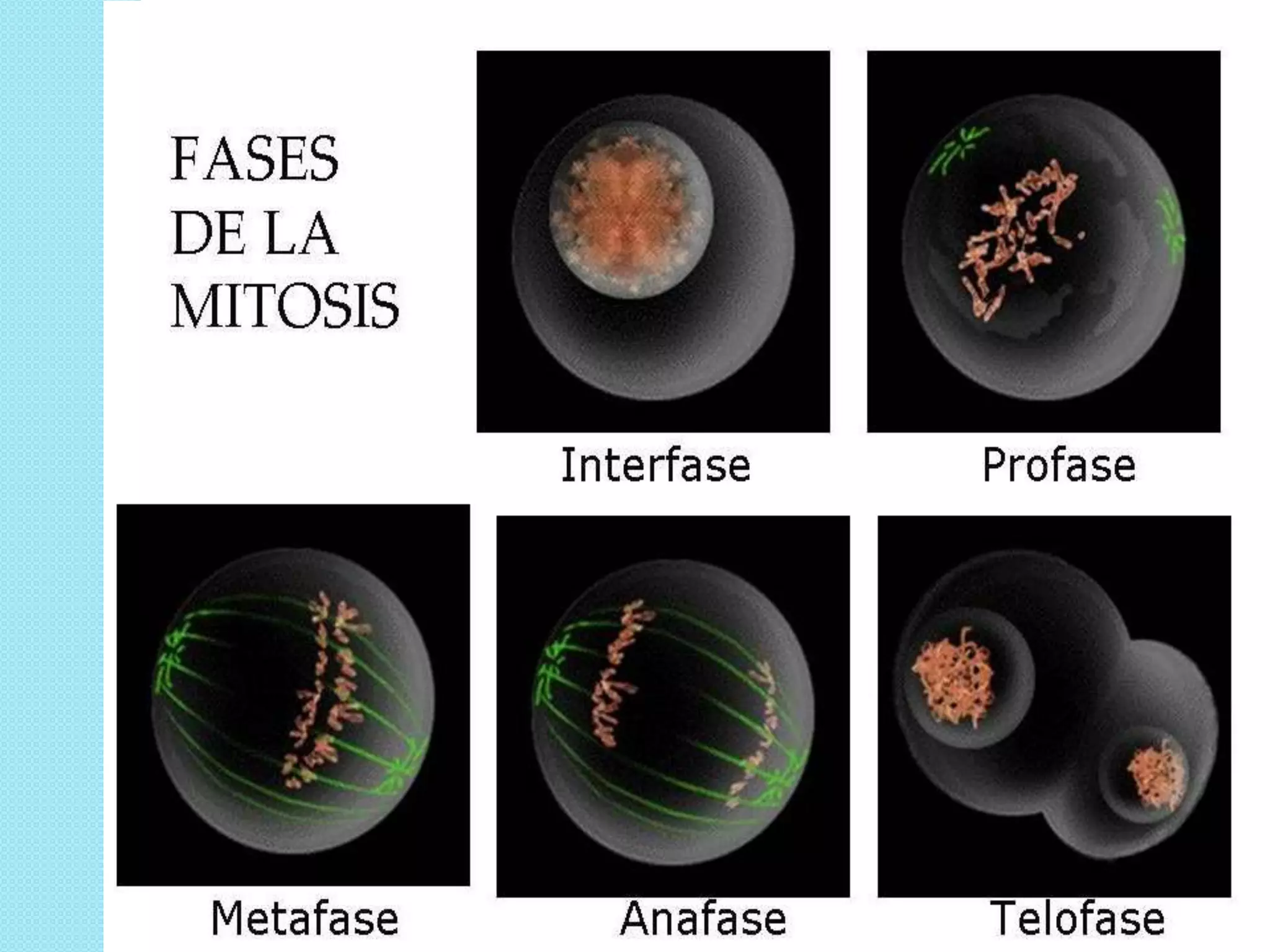 División celular "Proceso Mitótico y Meiótico" | PPT