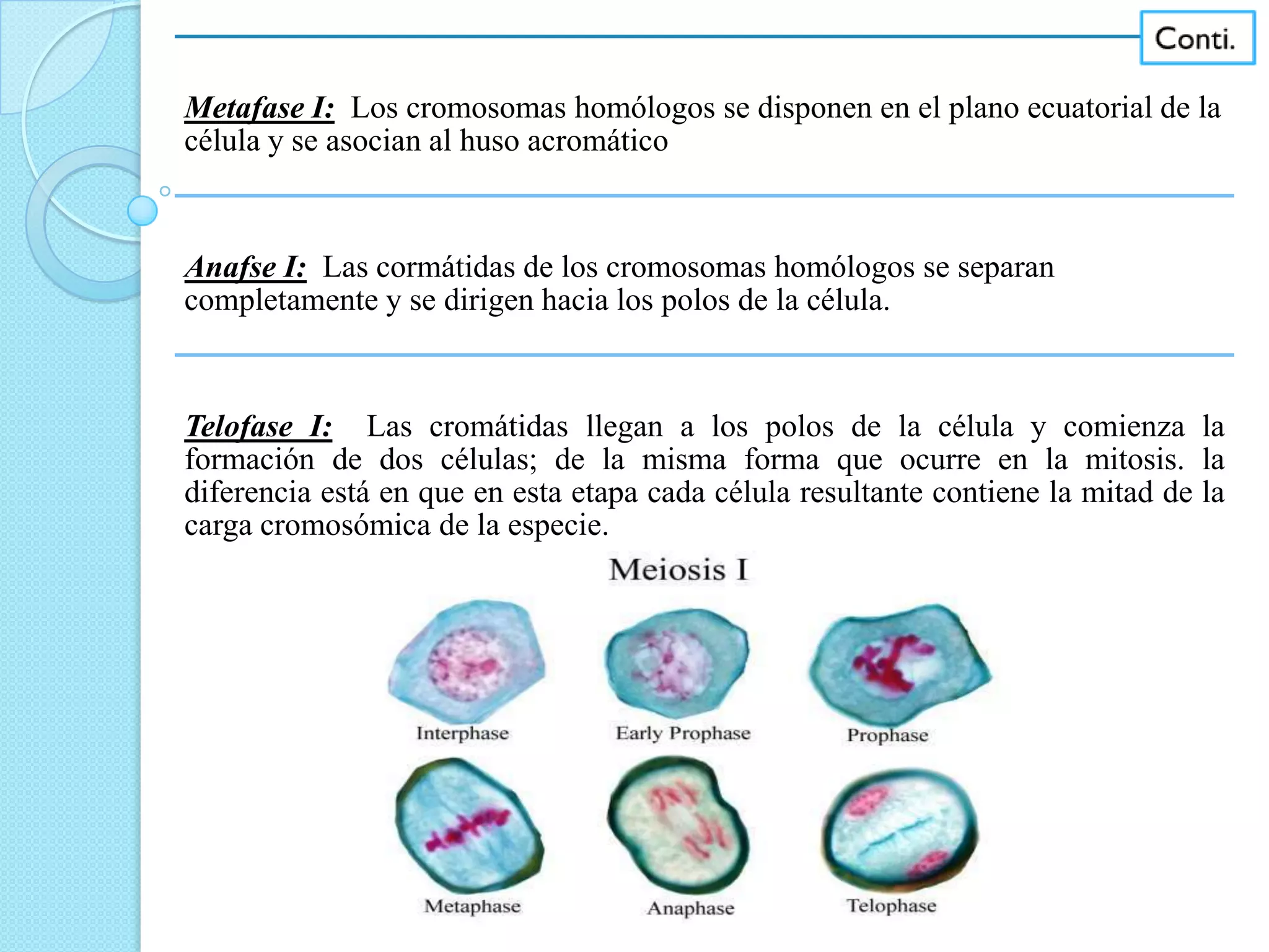 División celular "Proceso Mitótico y Meiótico" | PPT