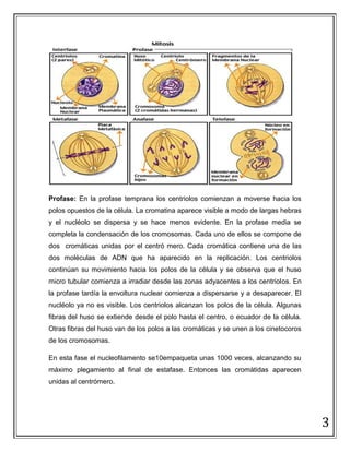 División celular | DOCX