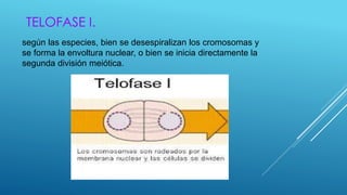 División celular | PPT