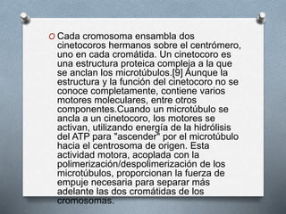 División celular | PPTX