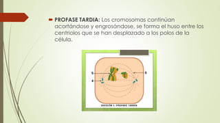 División celular | PPTX