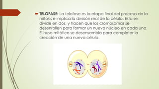 División celular | PPTX