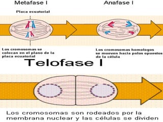 División Celular | PPTX