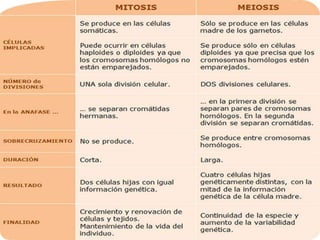 División Celular | PPTX