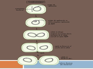 División CELULAR- Proceso de division celular | PPTX