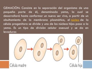 División CELULAR- Proceso de division celular | PPTX