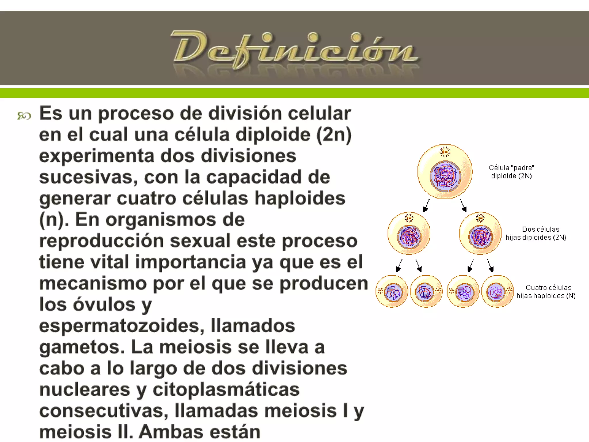 División celular (meiosis) | PPTX
