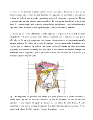 División del abdomen en cuadrantes y cavidad peritoneal | DOCX