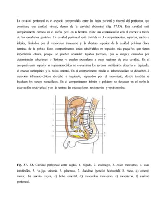 División del abdomen en cuadrantes y cavidad peritoneal | DOCX