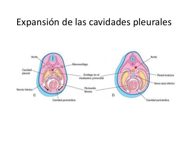 División de la cavidad corporal embrionaria
