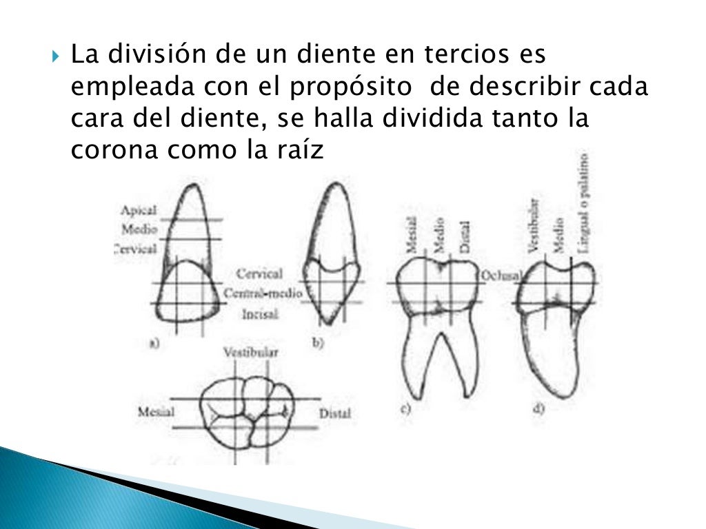 División del diente en tercios