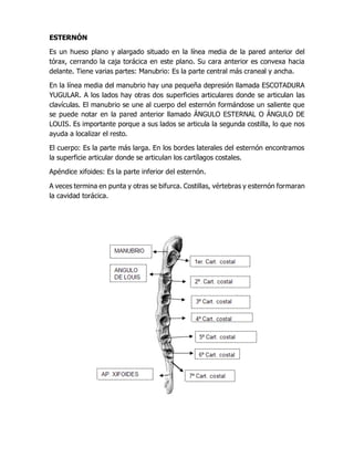 División del esqueleto tronco.pdf
