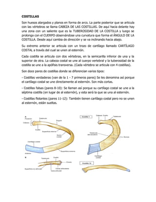 División del esqueleto tronco.pdf