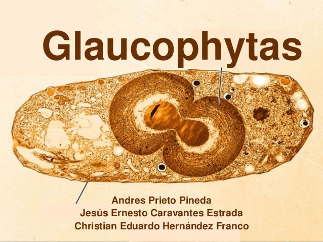 División glaucophytas