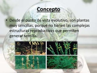 División sphenophyta 2 | PPTX