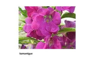 Division anthophyta | PPTX