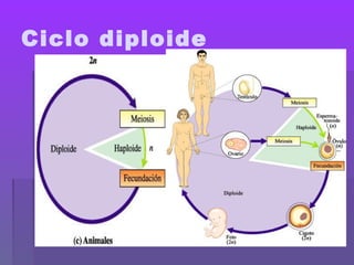 Division celula | PPT