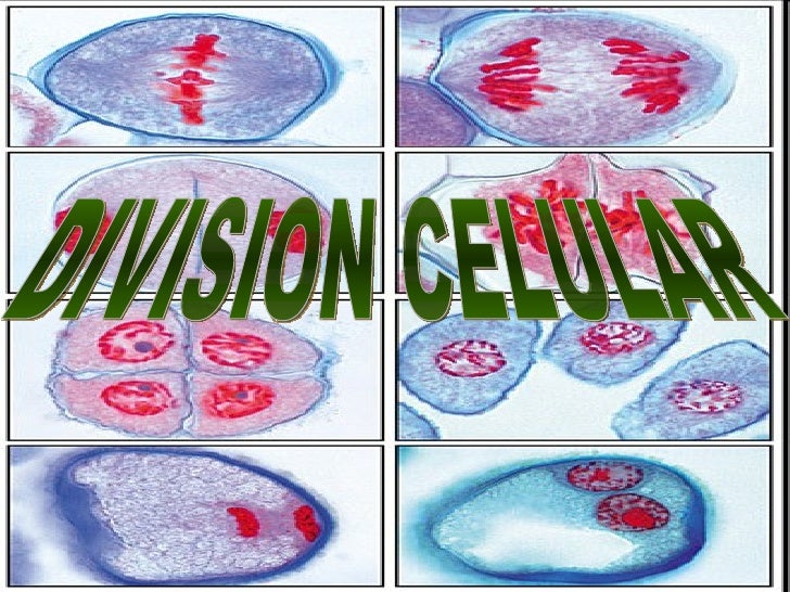 LA DIVISION CELULAR Y SUS CARACTERISTICAS.
