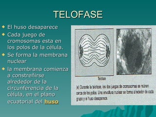 BIOLOGIA - Division celular | PPT