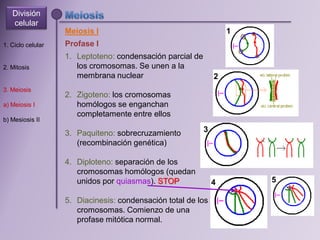 Division celular | PDF