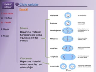 Division celular | PDF