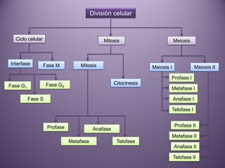 Division celular | PPT