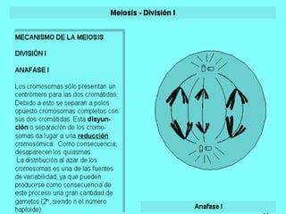 Division celular | PPTX