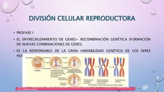 DIVISION CELULAR (MITOSIS Y MEIOSIS.pptx