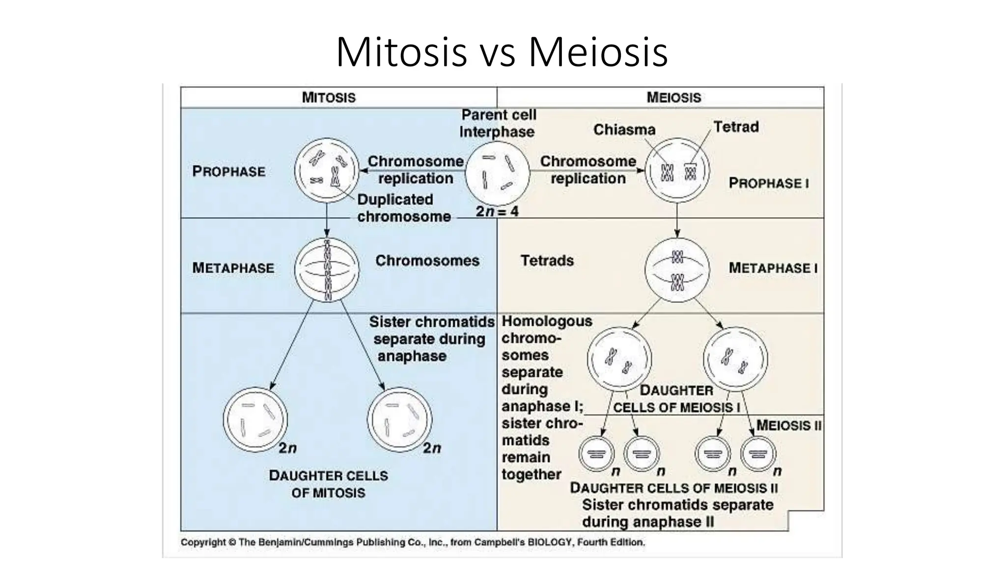 División Celular detallada con los procesos de mitosis y meiosis | PPT