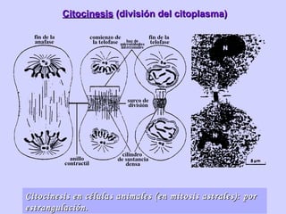 Division Celular Imagenes | PPT
