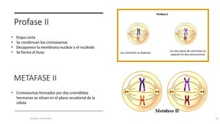 División celular: Mitosis y meiosis; espermatogénesis y ovogénesis | PPTX