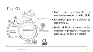 División celular: Mitosis y meiosis; espermatogénesis y ovogénesis | PPTX
