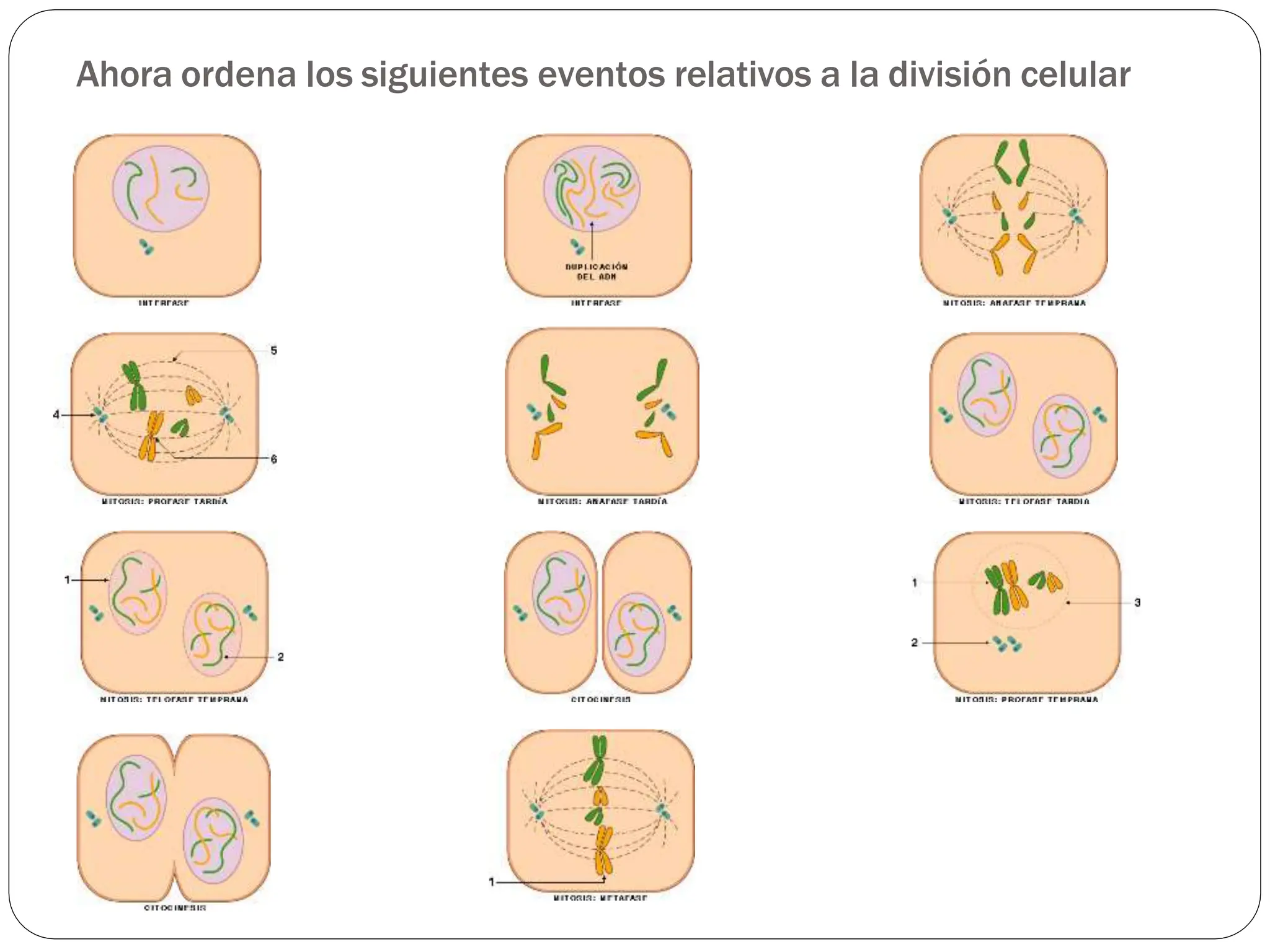 DIVISION CELULAR CELULAR EN BIOLOGIA.pptx