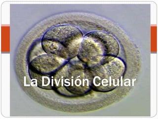DIVISION CELULAR CELULAR EN BIOLOGIA.pptx
