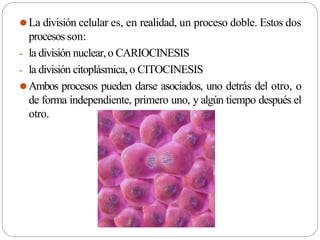 DIVISION CELULAR CELULAR EN BIOLOGIA.pptx