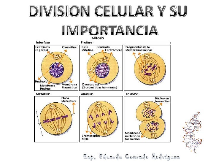 Division celular y su importancia