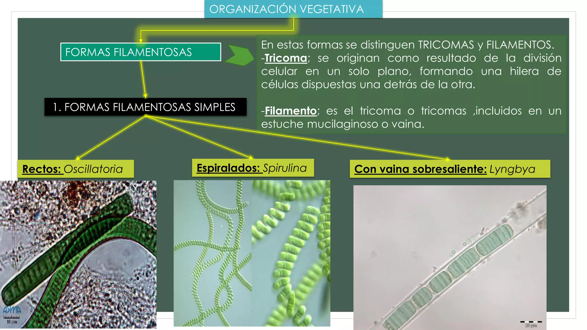 DIVISION CYANOPHYTA.pdf