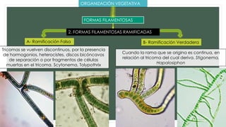 DIVISION CYANOPHYTA.pdf