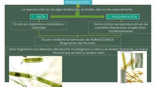 DIVISION CYANOPHYTA.pdf