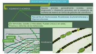 DIVISION CYANOPHYTA.pdf