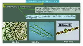 DIVISION CYANOPHYTA.pdf
