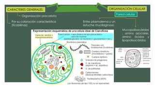 DIVISION CYANOPHYTA.pdf