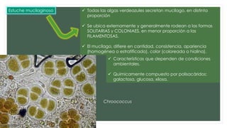 DIVISION CYANOPHYTA.pdf