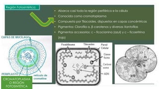 DIVISION CYANOPHYTA.pdf