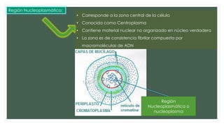 DIVISION CYANOPHYTA.pdf