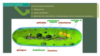 DIVISION CYANOPHYTA.pdf